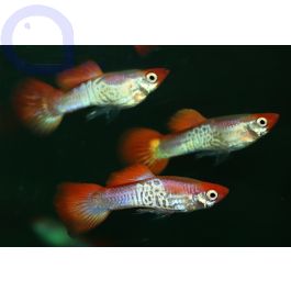 Guppy Snakeskin Red - Poecilia reticulata - Männchen aquaPro2000