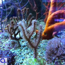 Rumphella sp. - Strauchgorgonien aquaPro2000