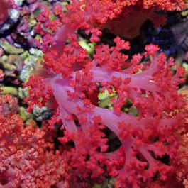 Scleronephthya sp. - Bäumchenweichkoralle aquaPro2000