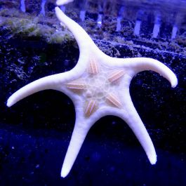 Iconaster longimanus (Albino) Ikonenstern aquaPro2000