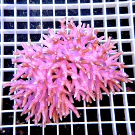 Seriatopora caliendrum Pink XL #37 aquaPro2000