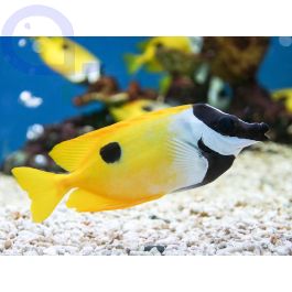 Siganus unimaculatus - Gelbes Fuchsgesicht aquaPro2000