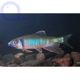 Drachenfisch - Zacco platypus aquaPro2000