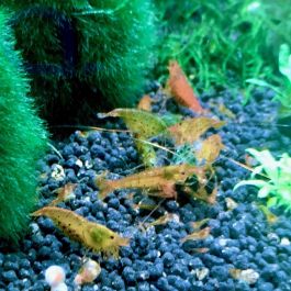 Goldgelbe Tigergarnele - Tangerine Tiger - Caridina mariae aquaPro2000