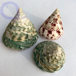 Schneckenhaus Pyramidenschnecke - Tectus sp. 4-6 cm Dekoration aquaPro2000