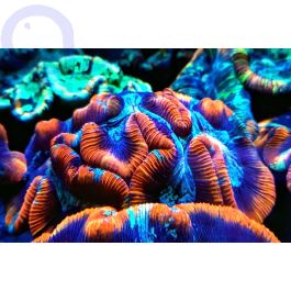 Trachyphyllia geoffroyi - Red Rim aquaPro2000