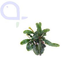 Bucephalandra pygmaea 'Bukit Kelam' aquaPro2000