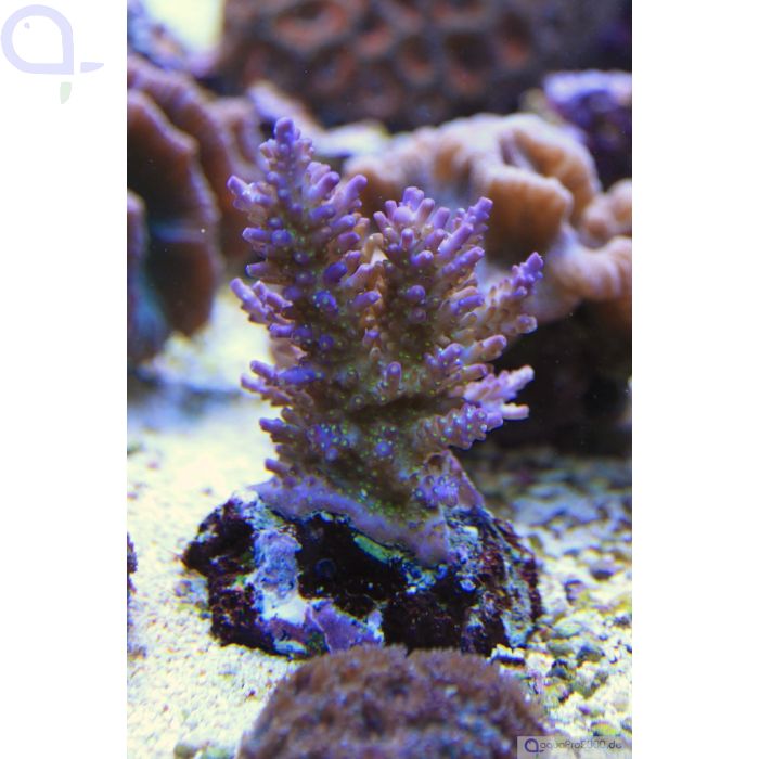 Acropora tricolor - Dreifarbige Steinkoralle aquaPro2000