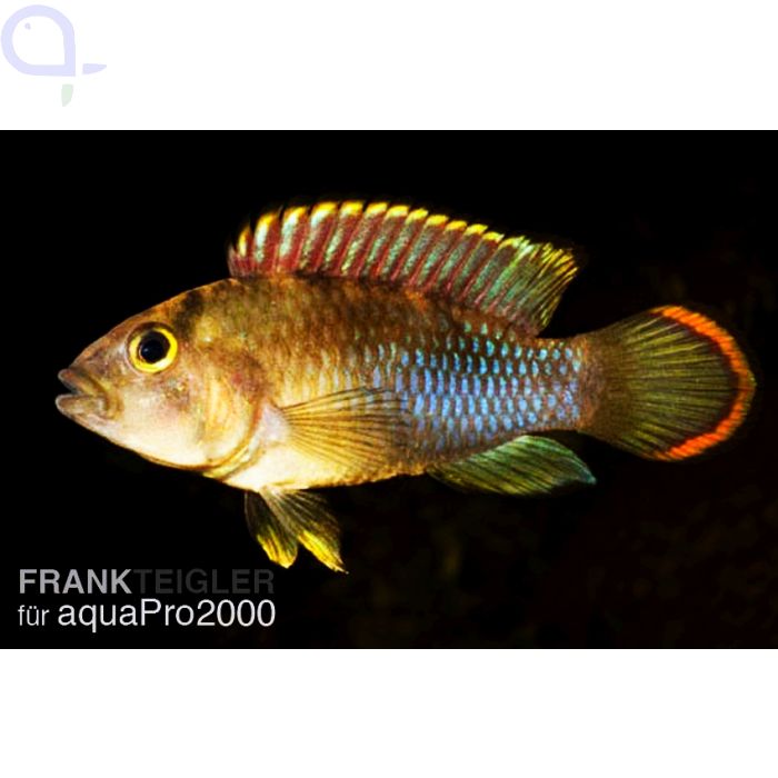 Panda-Zwergbuntbarsch - Apistogramma nijsseni aquaPro2000