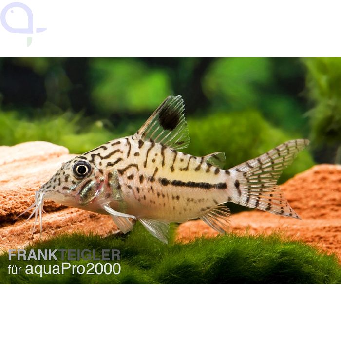 Corydoras Leopardus