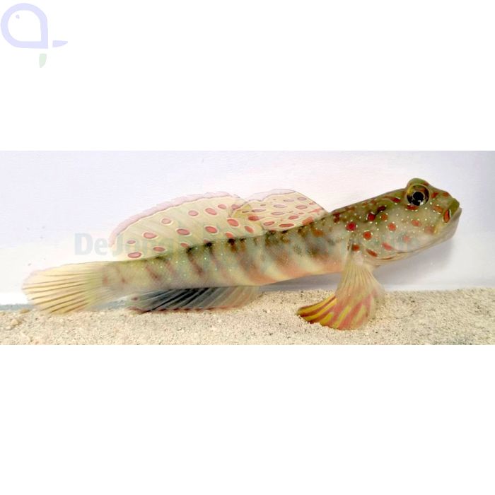 Cryptocentrus leptocephalus - Rottupfen-Wächtergrundel aquaPro2000