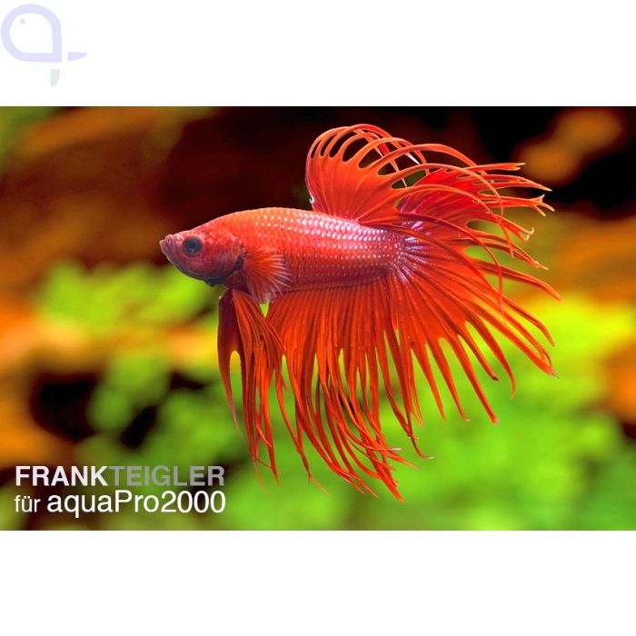 Kampffisch Rot Crowntail - Männchen - Betta splendens aquaPro2000