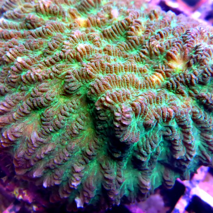 Merulina ampliata aquaPro2000