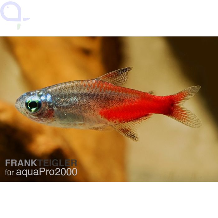 Diamantkopf Neonsalmler - Paracheirodon innesi variant aquaPro2000
