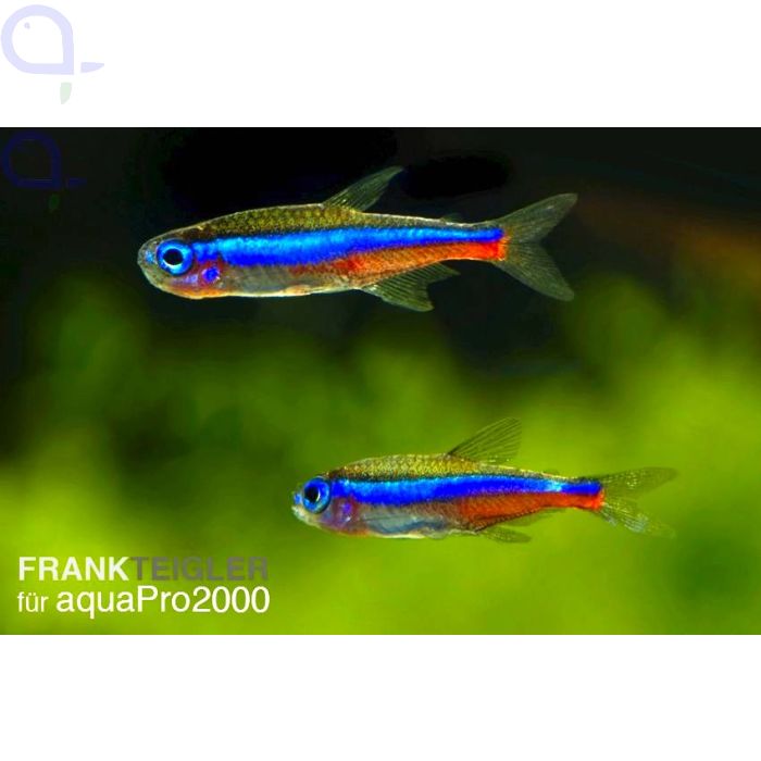 Blauer Neon - Paracheirodon simulans - blauer Neonsalmler aquaPro2000