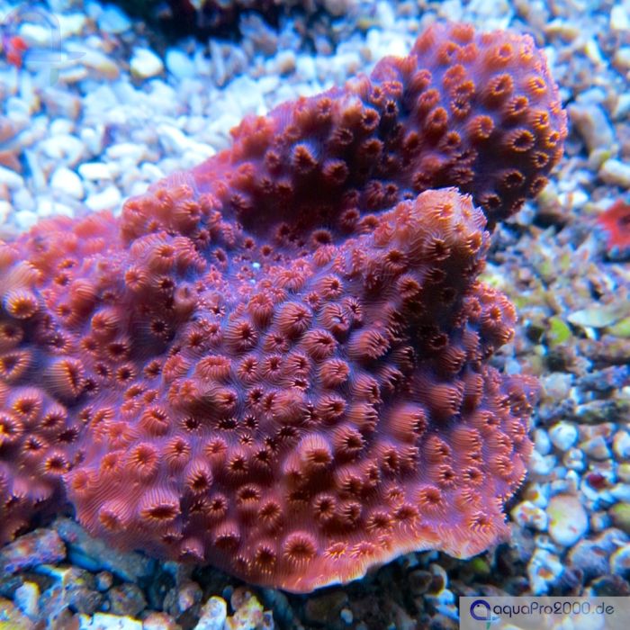 Pavona maldivensis - Orange aquaPro2000