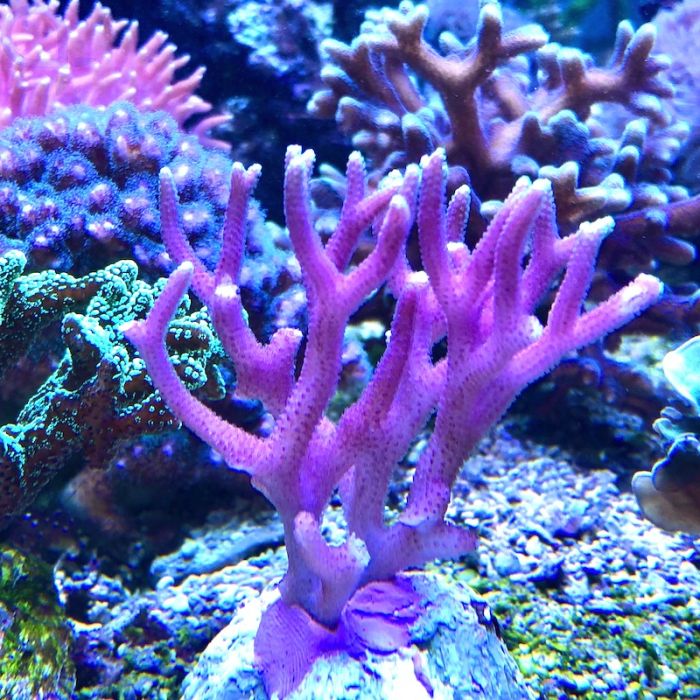 Seriatopora caliendrum Pink - Ableger aquaPro2000
