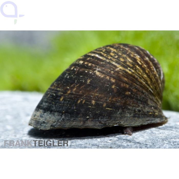 Stahlhelm-Schnecke - Neritina pulligera - Anthrazit-Napfschnecke ...